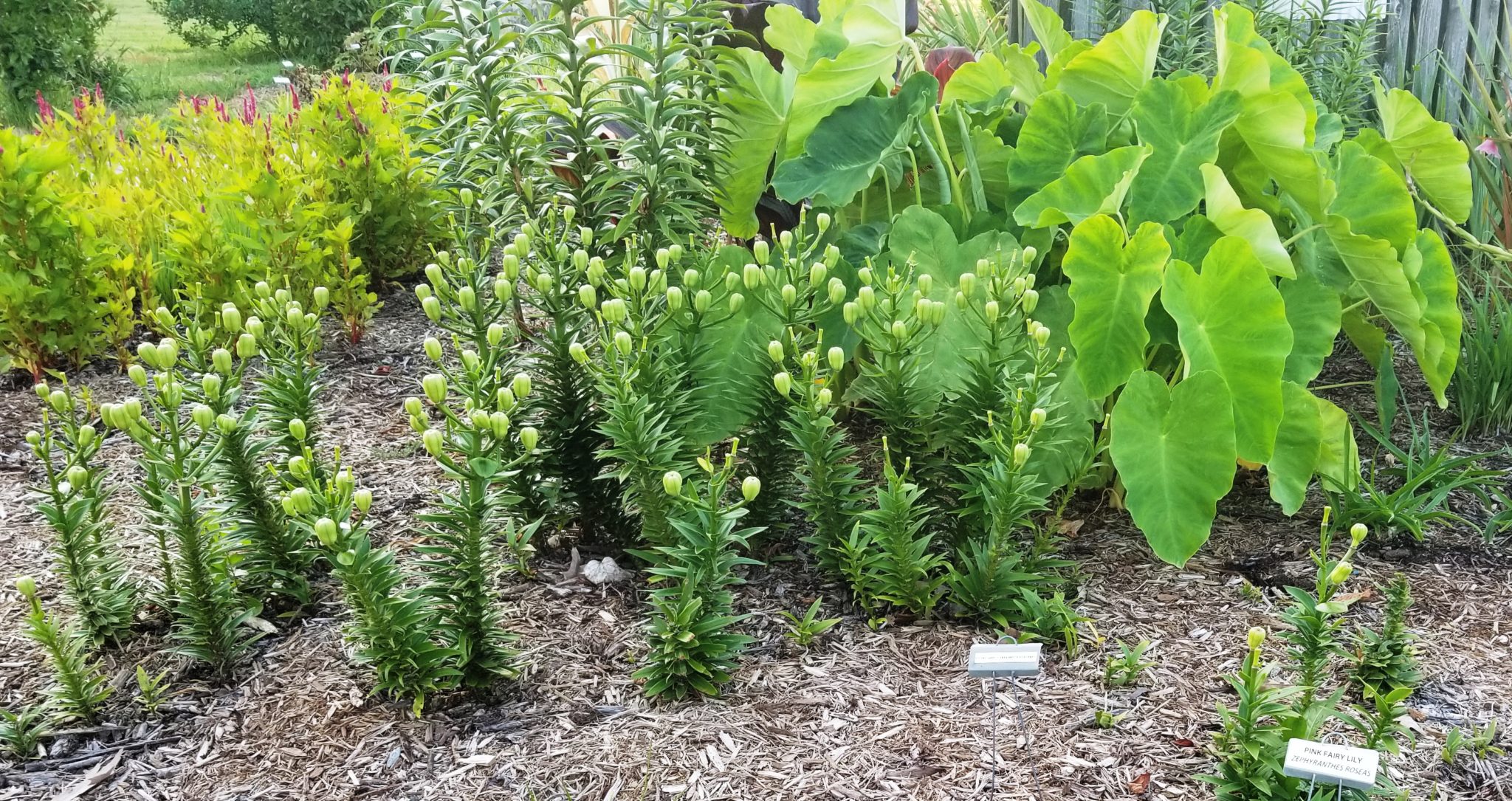 Summer Bulb Bed - Southwestern Indiana Master Gardener Association
